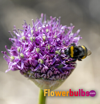 Flowerbulbs.com Names Allium the 2023 Bulb of the Year!
