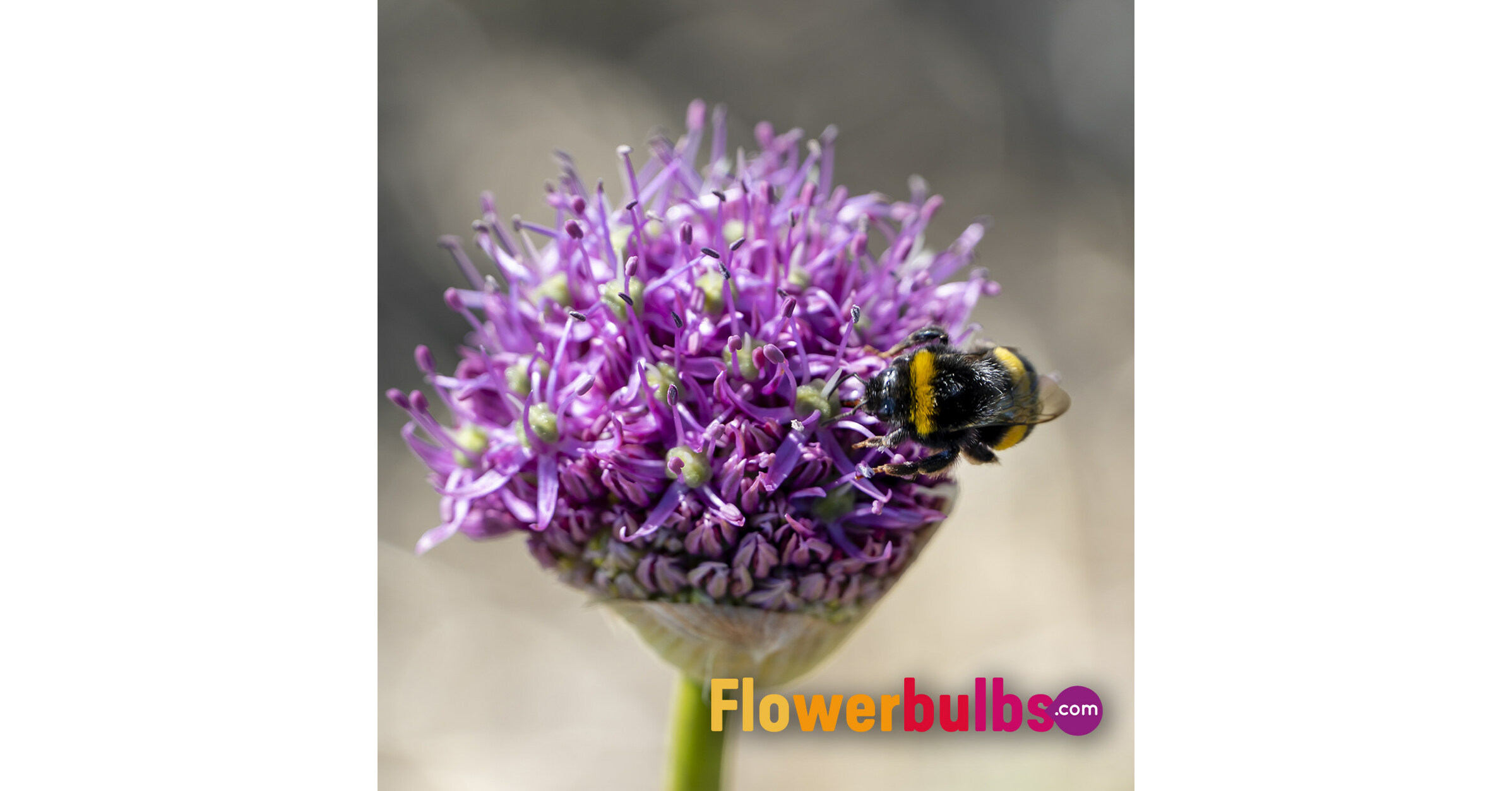 Flowerbulbs.com Names Allium the 2023 Bulb of the Year!