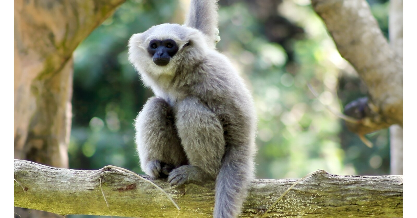 Bali Safari's Conservation Efforts: Saving the Javan Gibbon Species ...