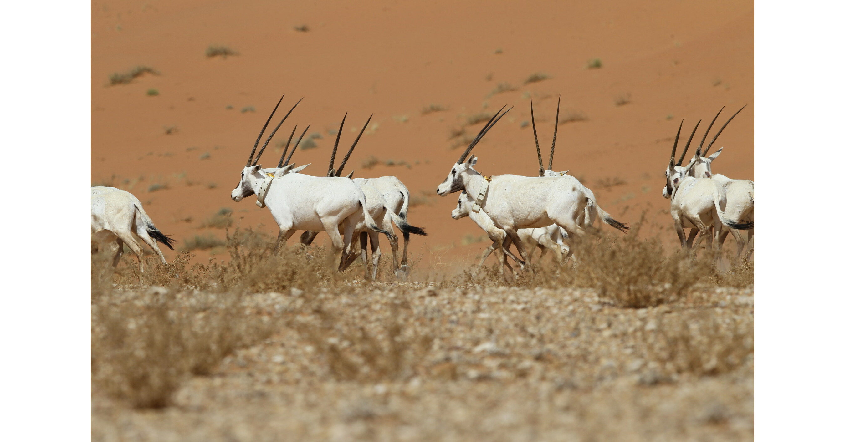 Saudi Arabia's Uruq Bani Ma'arid Reserve inscribed on the UNESCO World ...