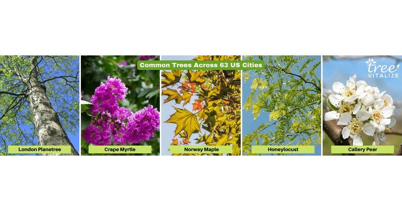 Tree Vitalize Publishes Extensive Study Analyzing Urban Forest ...