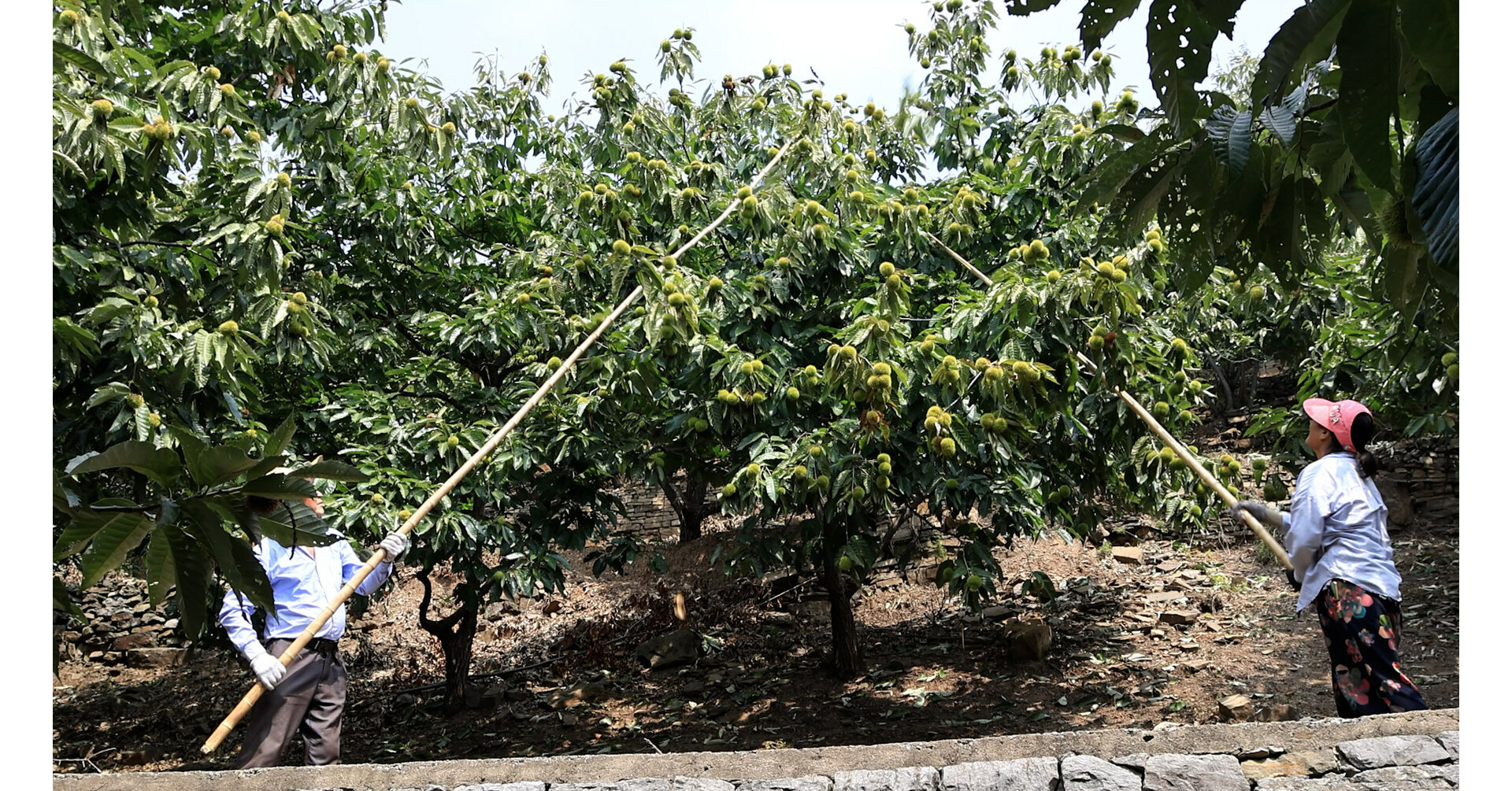 Xinhua Silk Road: E. China's Zaozhuang city to embrace walnuts ...