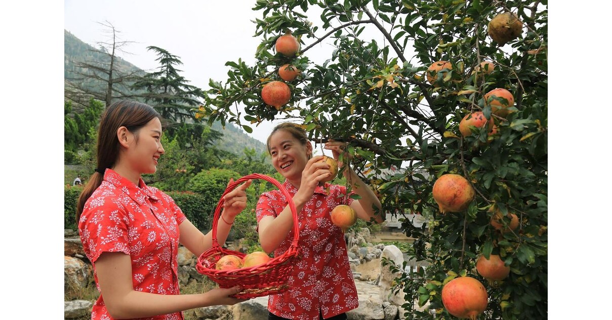 Shandong's Zaozhuang: Pioneering Remarkable Advancements in the Pomegranate Industry