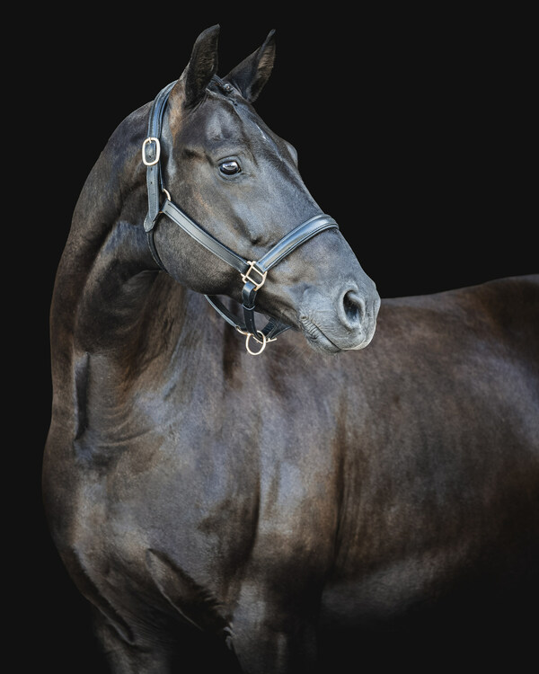 RCMP Musical Ride Online Horse Auction Starts Monday