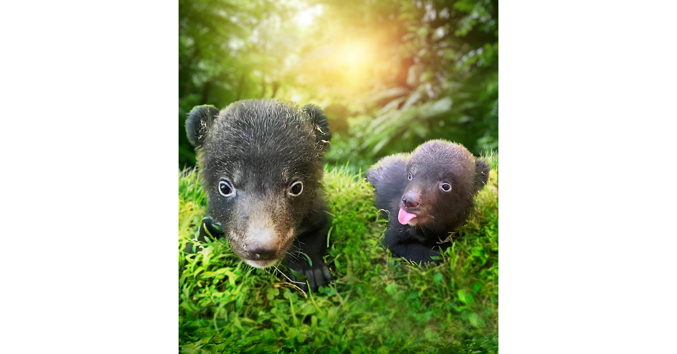 Heartwarming News: The Amazing Taman Safari Bali Welcomes Himalayan ...