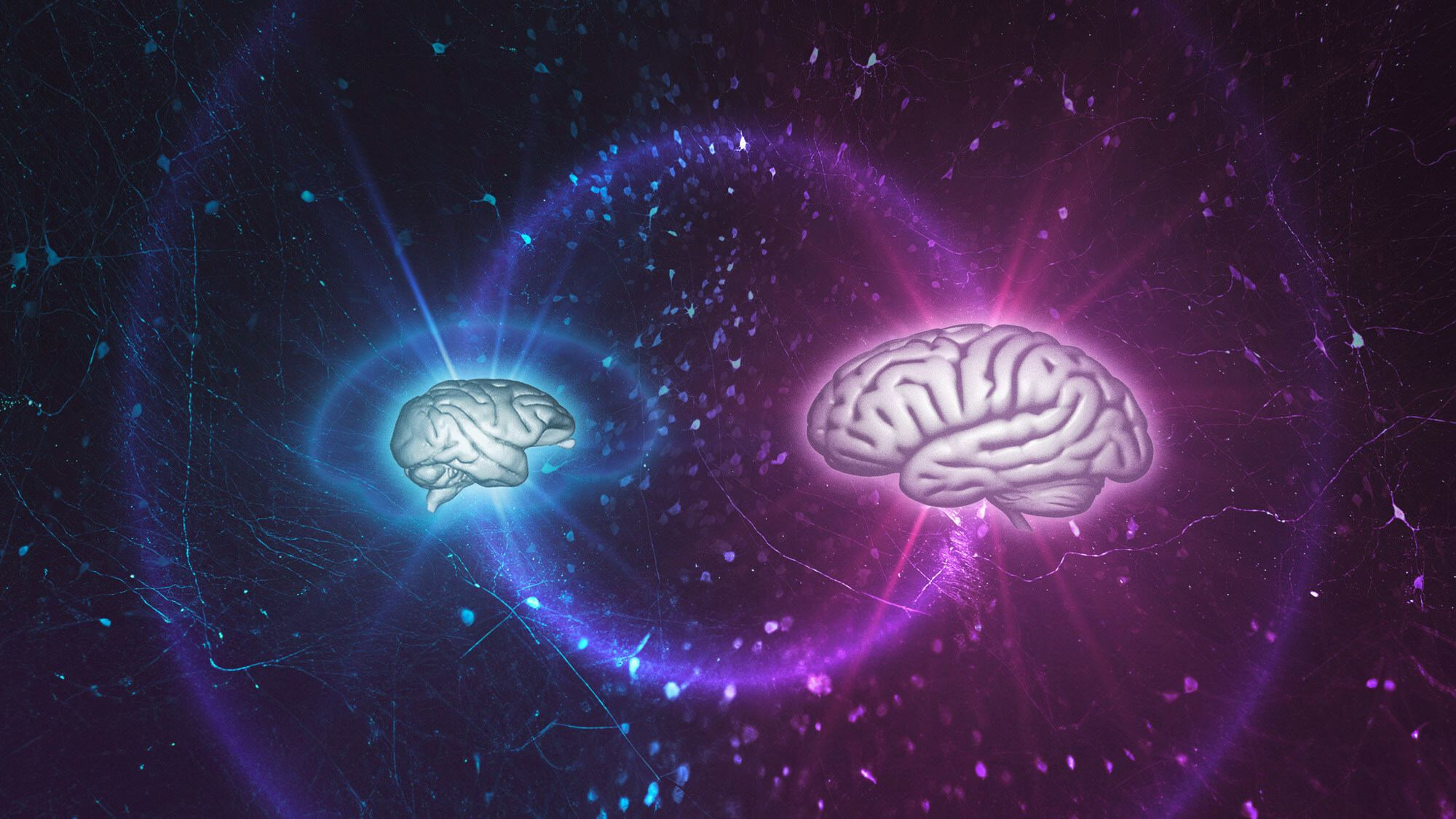 What makes us human? Detailed cellular maps of the entire human brain ...