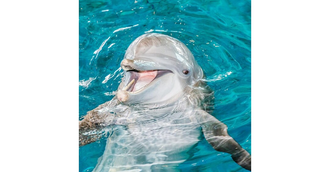 Clearwater Marine Aquarium First Aquarium to Join zoolife Partnership