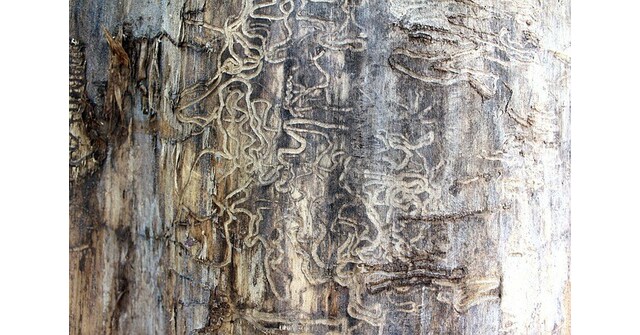 'Bugs, rodents and water damage,' a new report from the Santa Maria ...