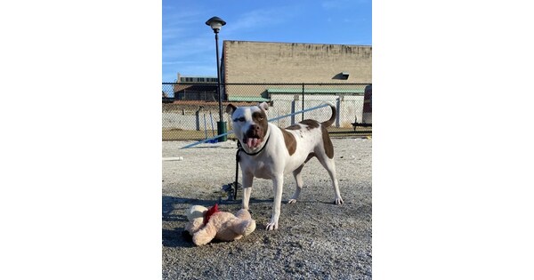 PEDIGREE Foundation Celebrates its 15th Year by Awarding Over $600,000 ...