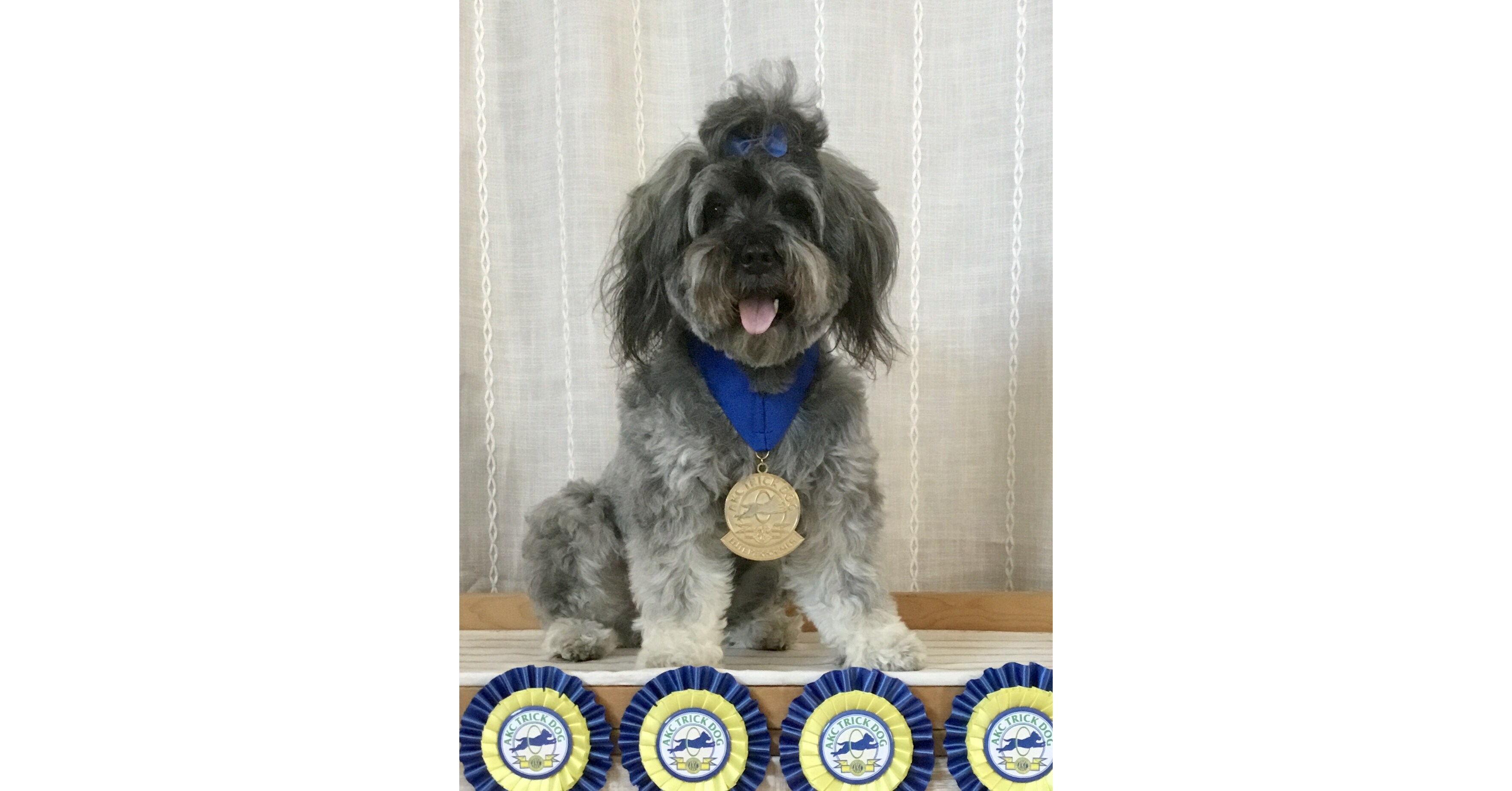 PAULA JARABIN AND "ROSIE" WIN AKC NATIONAL TRICK DOG COMPETITION