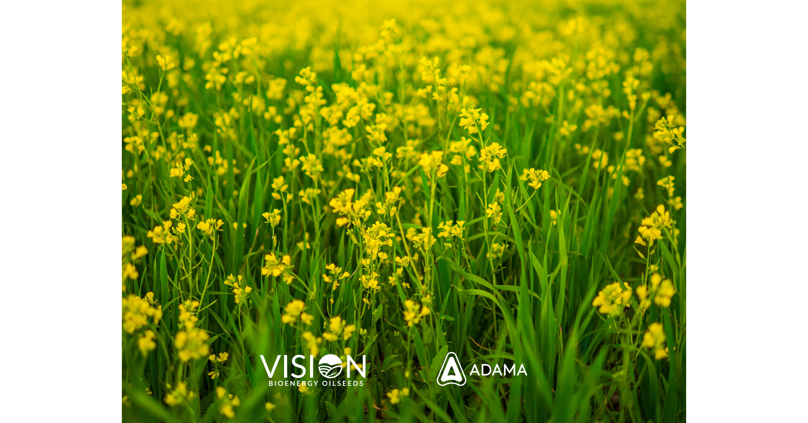 VISION Bioenergy Oilseeds and ADAMA Collaborate to Expand Crop ...