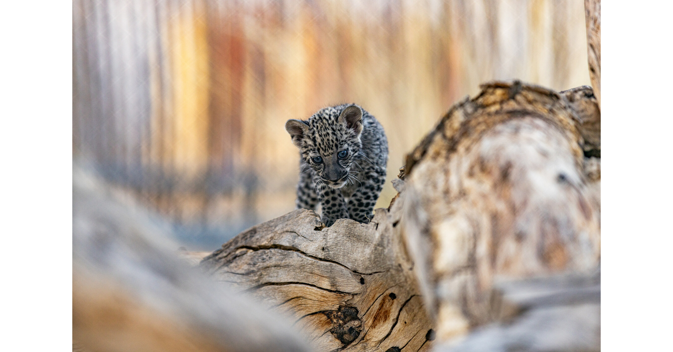 ROYAL COMMISSION FOR ALULA'S ARABIAN LEOPARD CONSERVATION BREEDING ...
