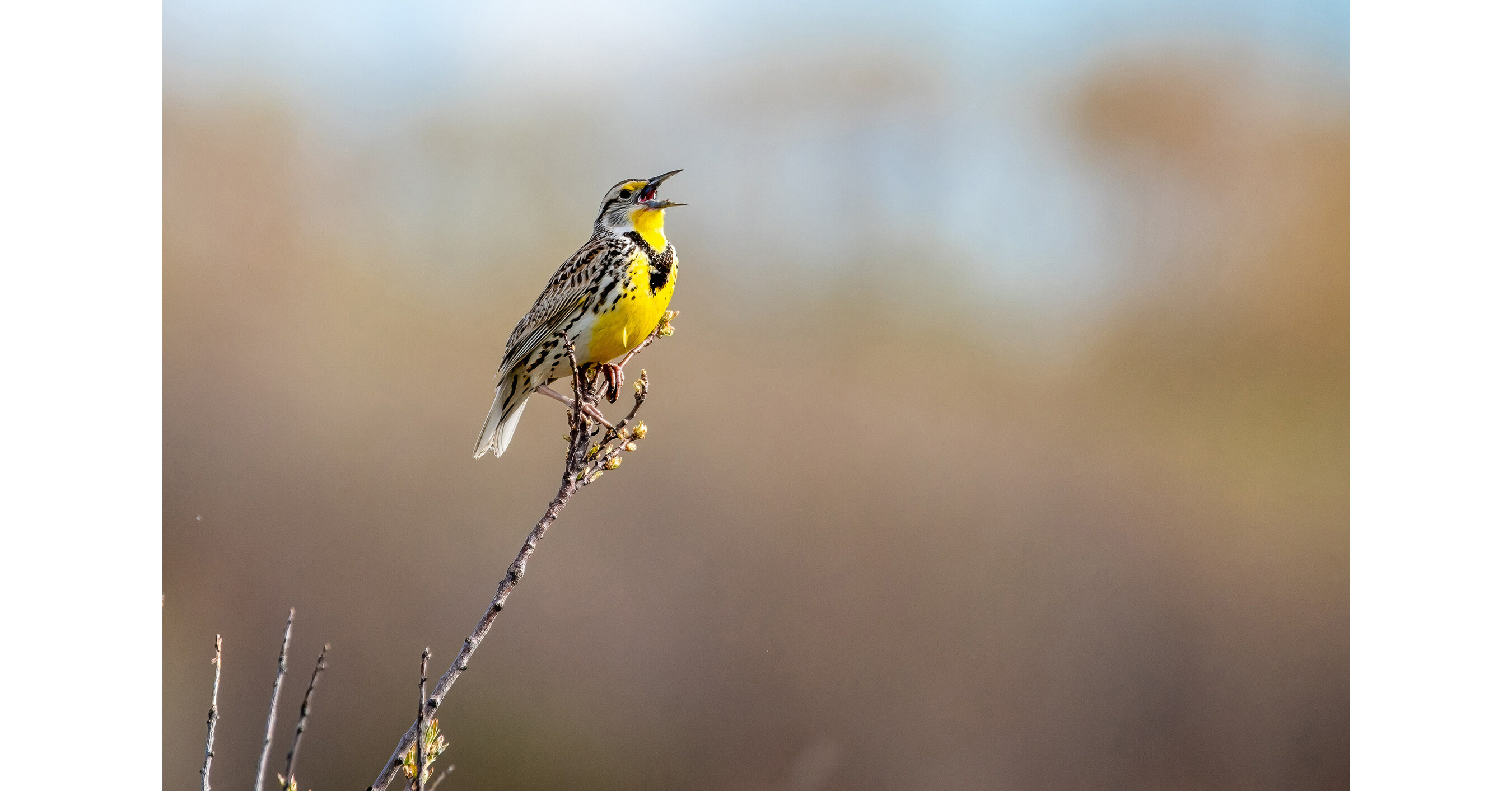 Ducks Unlimited Canada & Raisin Region Conservation Authority secure 10 ...