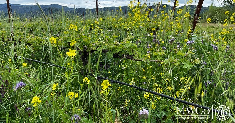 Mendocino Wine Company Becomes the First Regenified™ Certified Wine ...