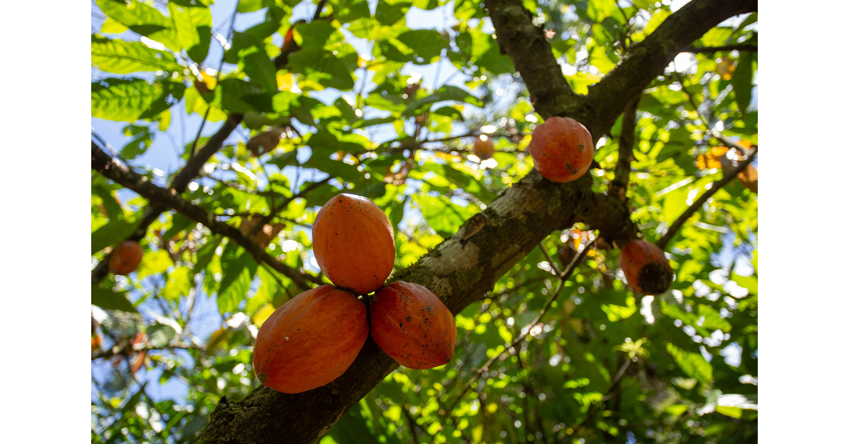 Global Chocolate Supplier, Dengo, Partners with ReSeed for Nature-based ...