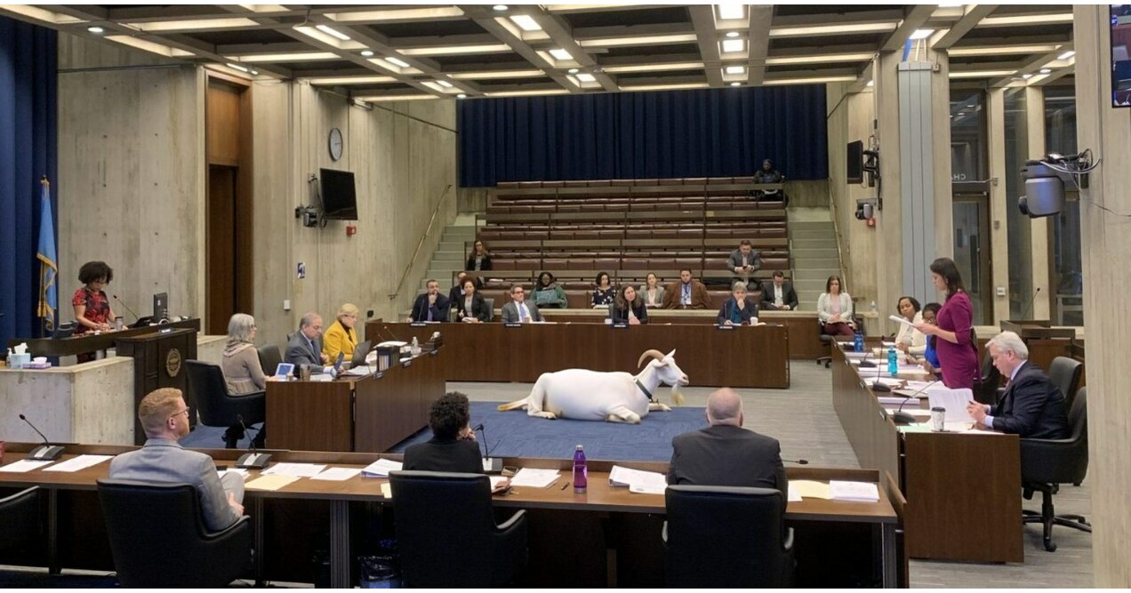 Local Advocacy Organization, Keep Boston Goat Free, Celebrates Goat Ban ...