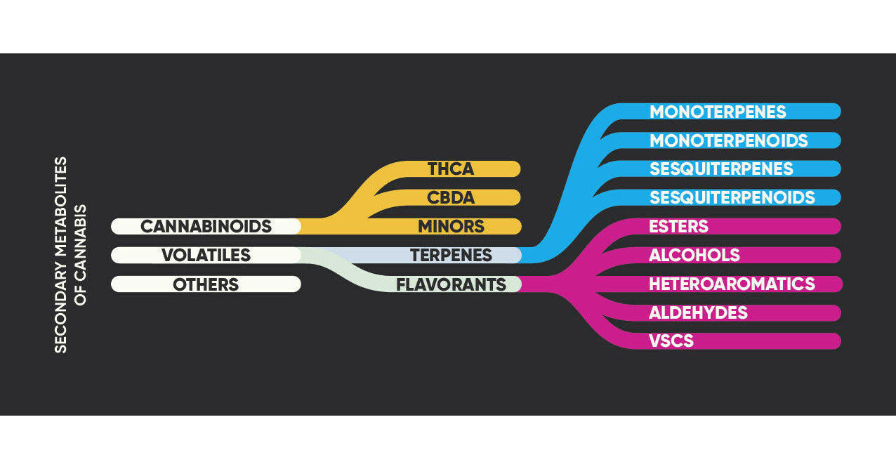Abstrax Unveils the Intriguing Chemistry Behind Savory Cannabis Aromas