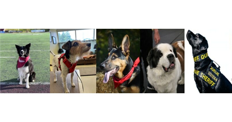 FIVE HEROIC DOGS HONORED WITH 2023 AKC® HUMANE FUND AWARDS FOR CANINE ...