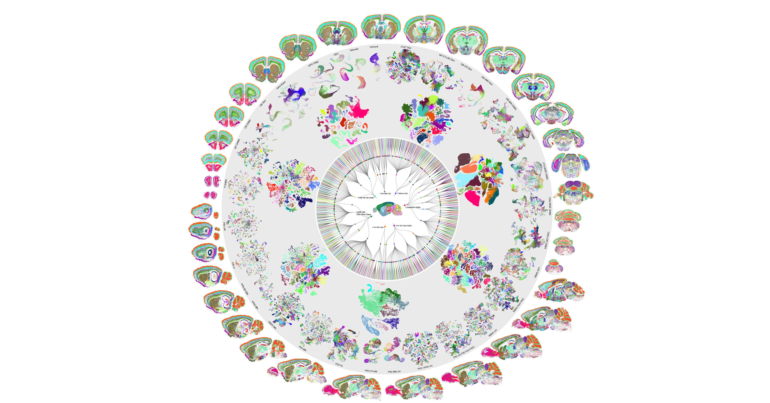 Scientists unveil first complete cellular map of adult mouse brain