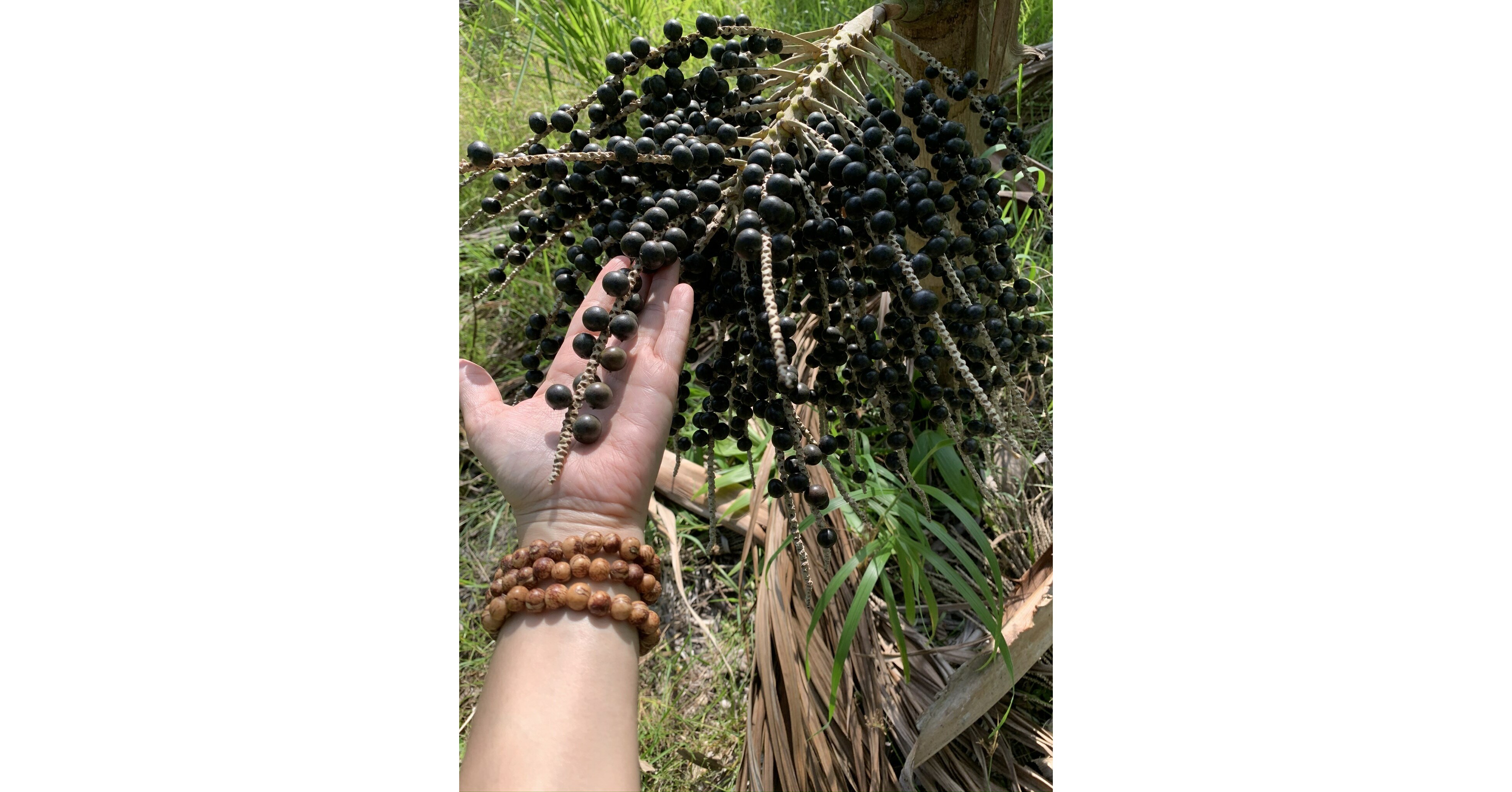THE GREAT AMERICAN AÇAÍ DILEMMA