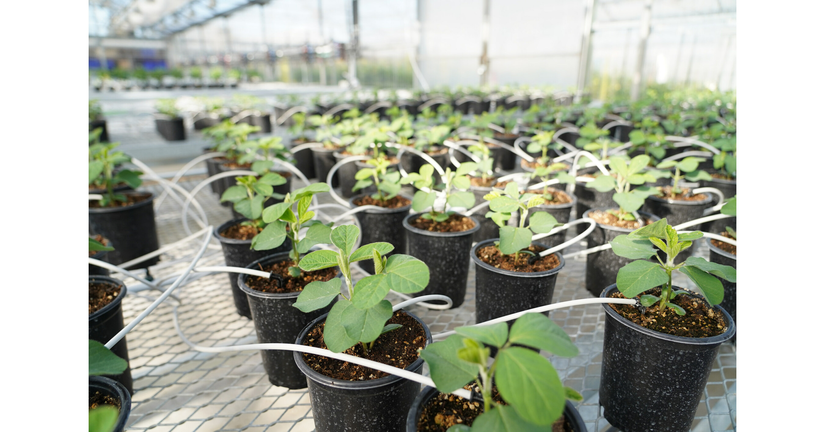 OneOne Biosciences Partners with Ginkgo Bioworks to Advance its ...