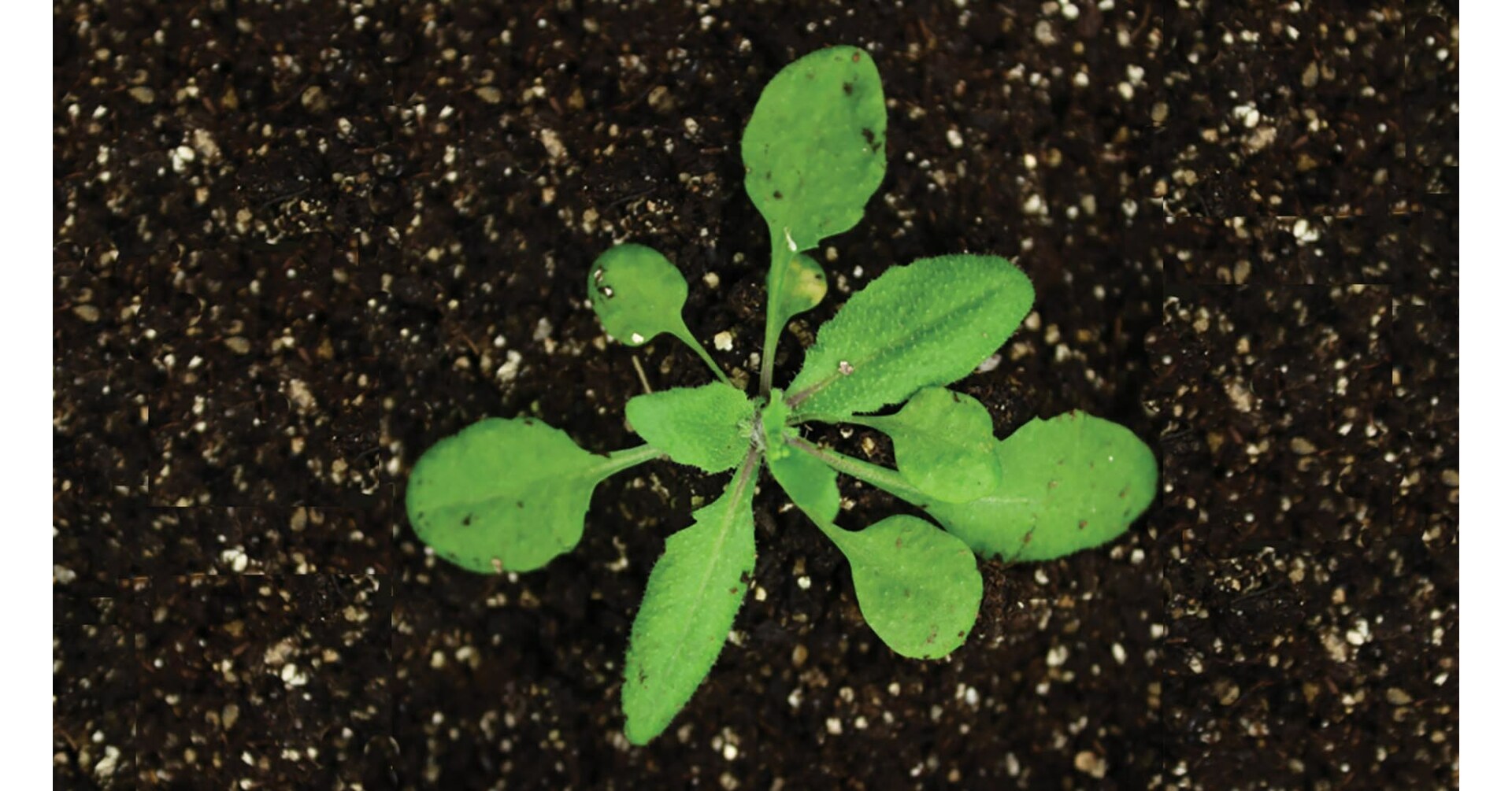 How plants pass down genetic memories