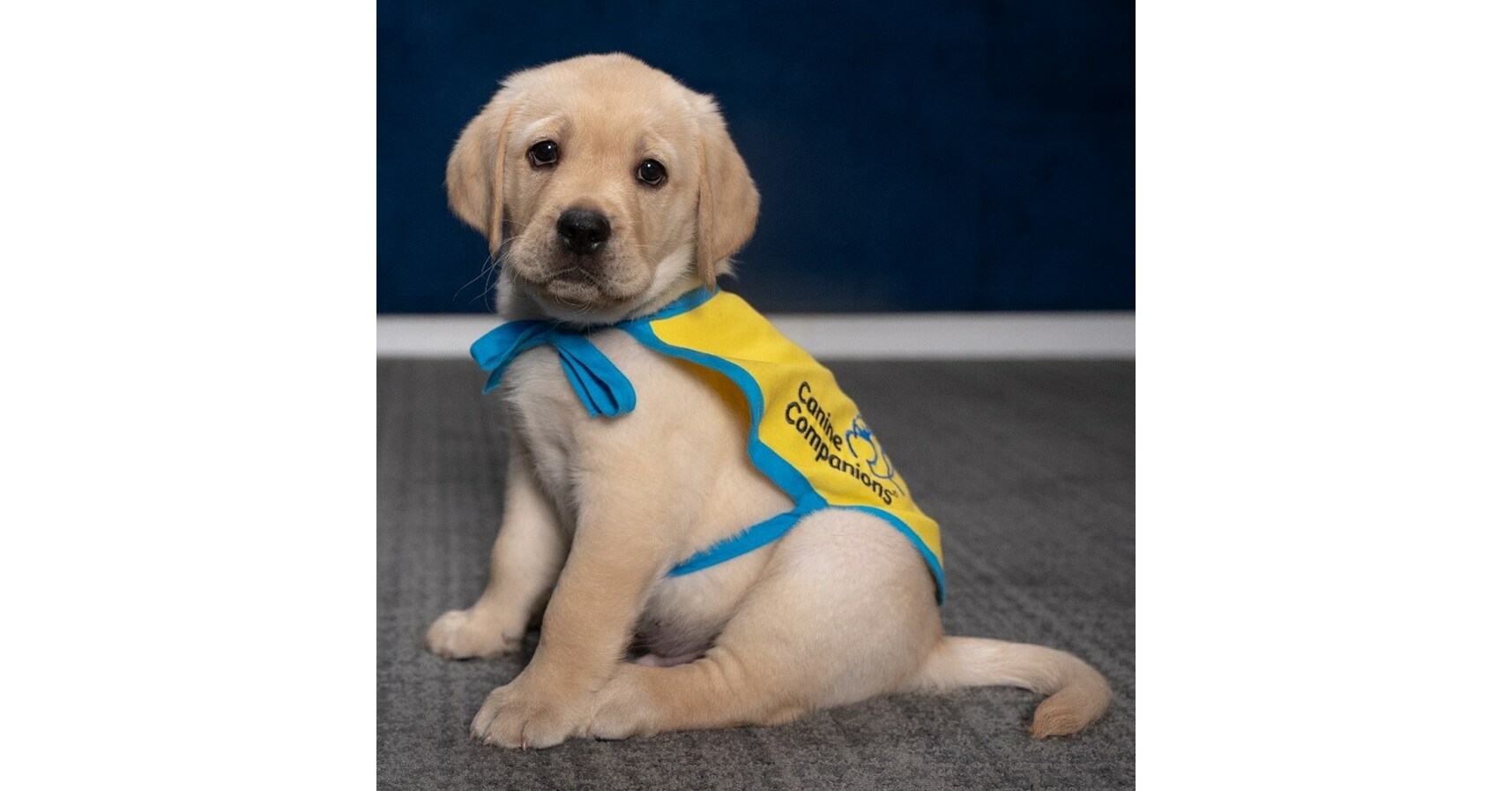 The PenFed Foundation partners with Canine Companions to help more ...