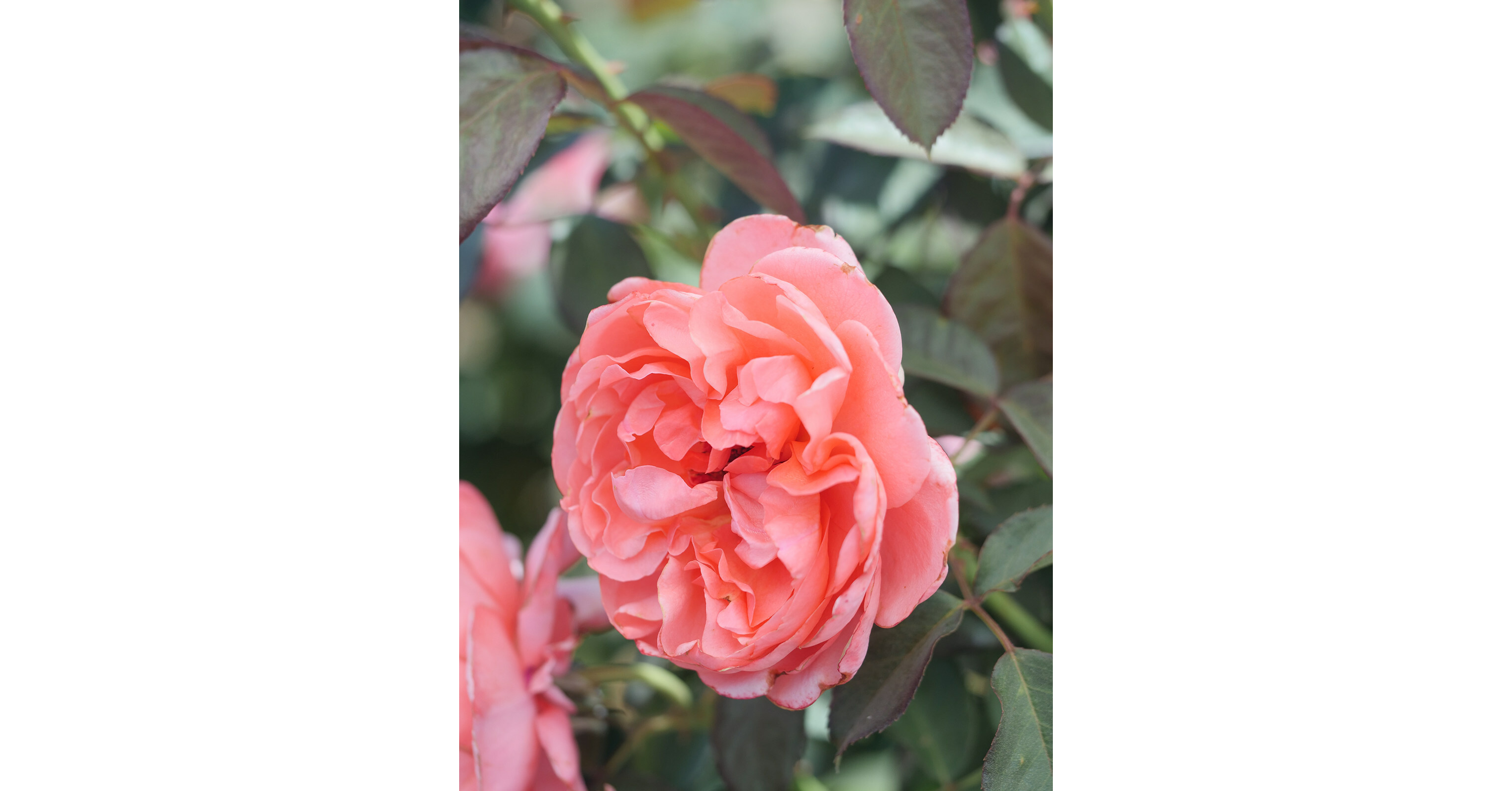 Jackson & Perkins® Enchanting 'Library of Roses' Blends Timeless ...