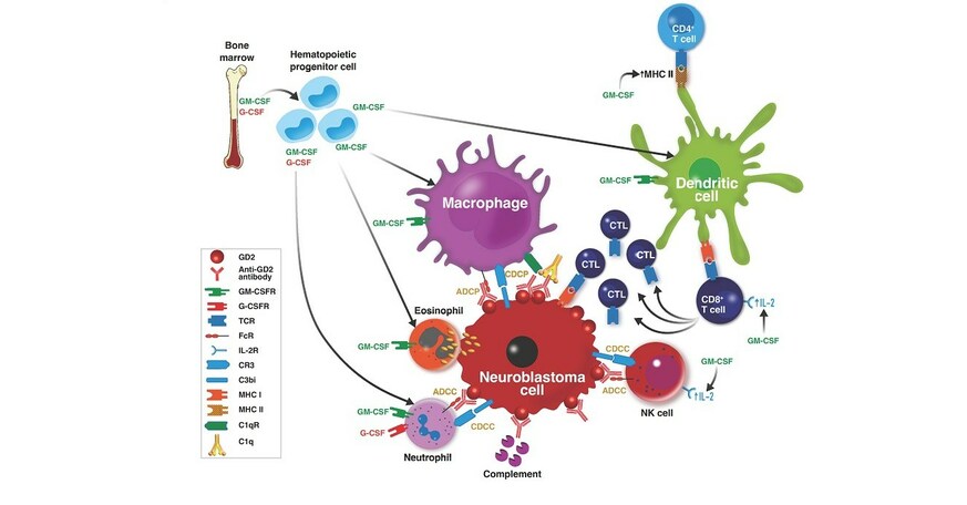 Comprehensive Review Highlights Importance of Leukine® in Combination ...