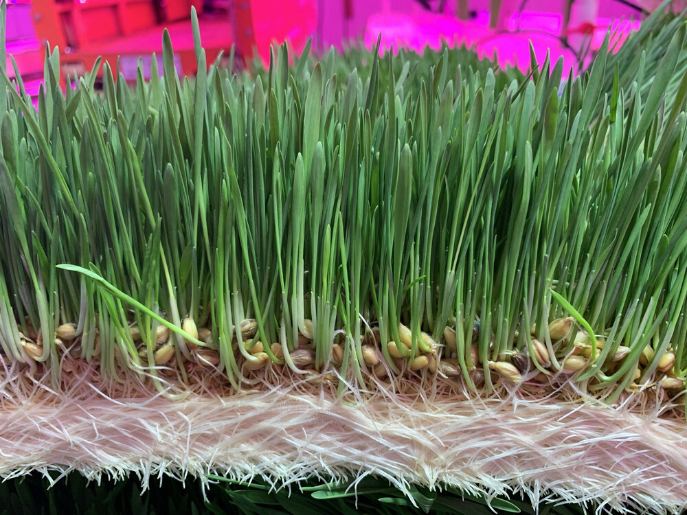 Forever Feed Technologies Partners with Dr. Greenhouse, to Design ...