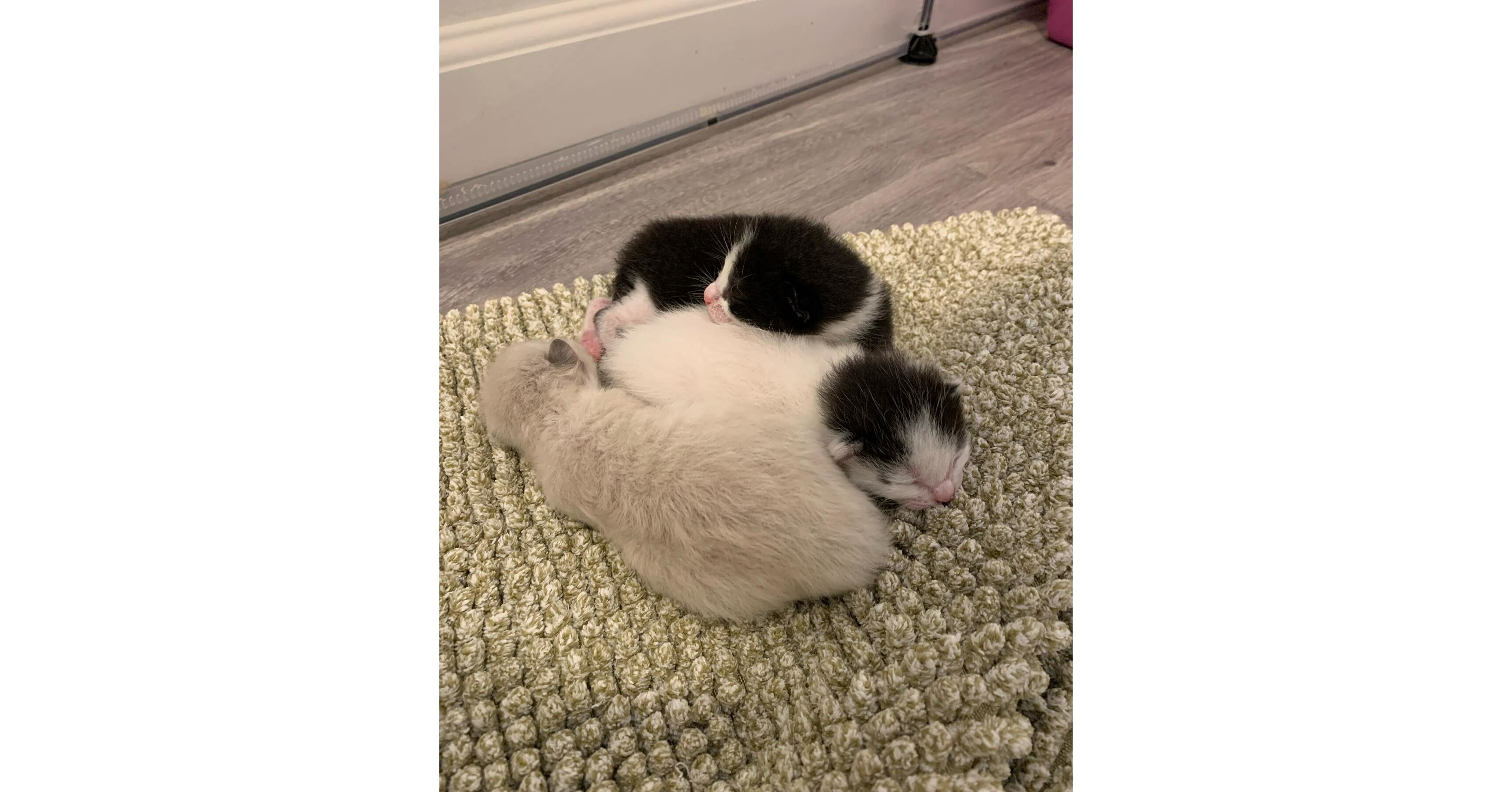 Alley Cat Rescue's 2023 Global Feral Fix Challenge Results in Record ...