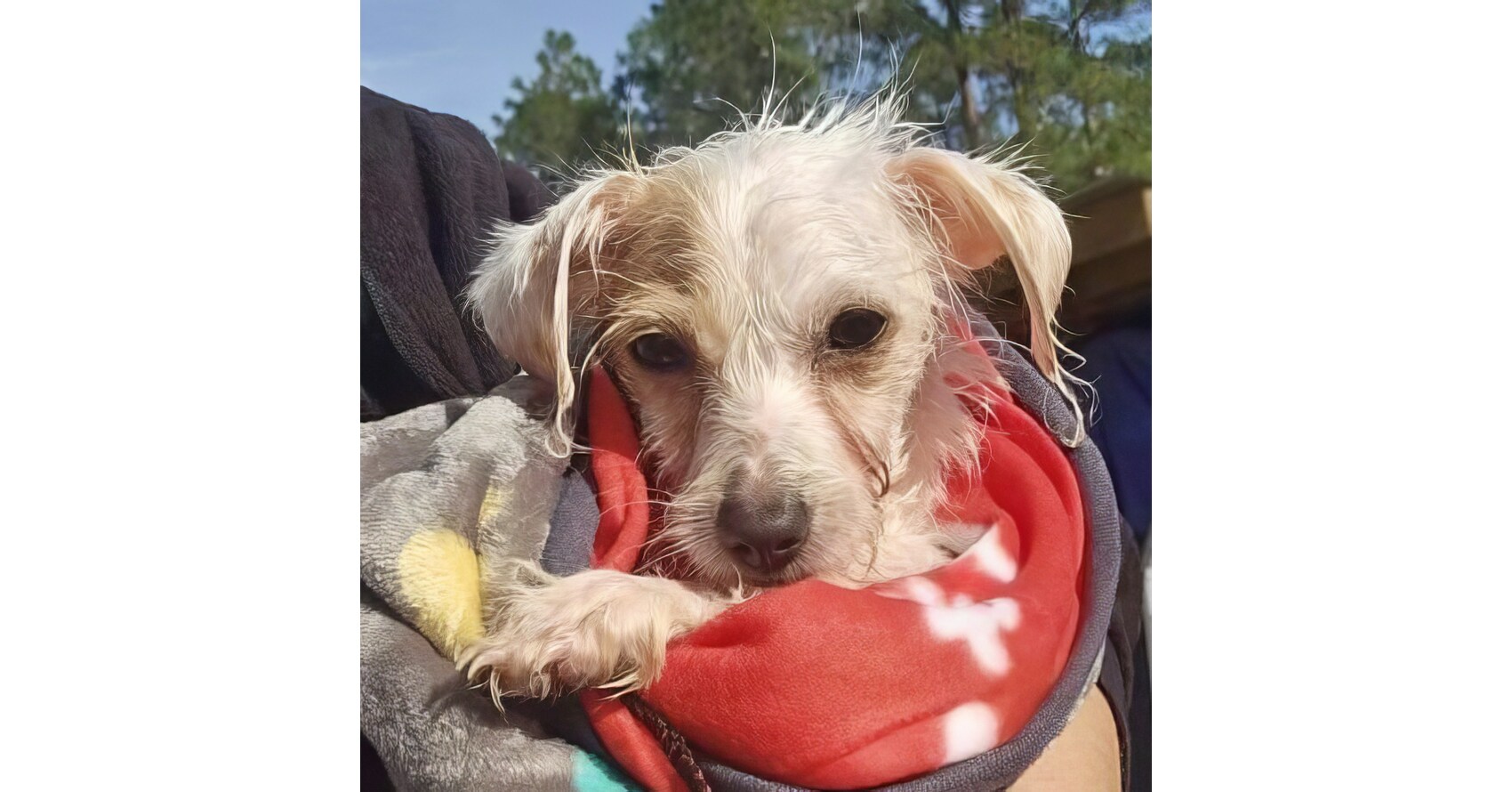 Whether it's Winter Storms or Hurricanes, Animal Rescuers Race to Save ...