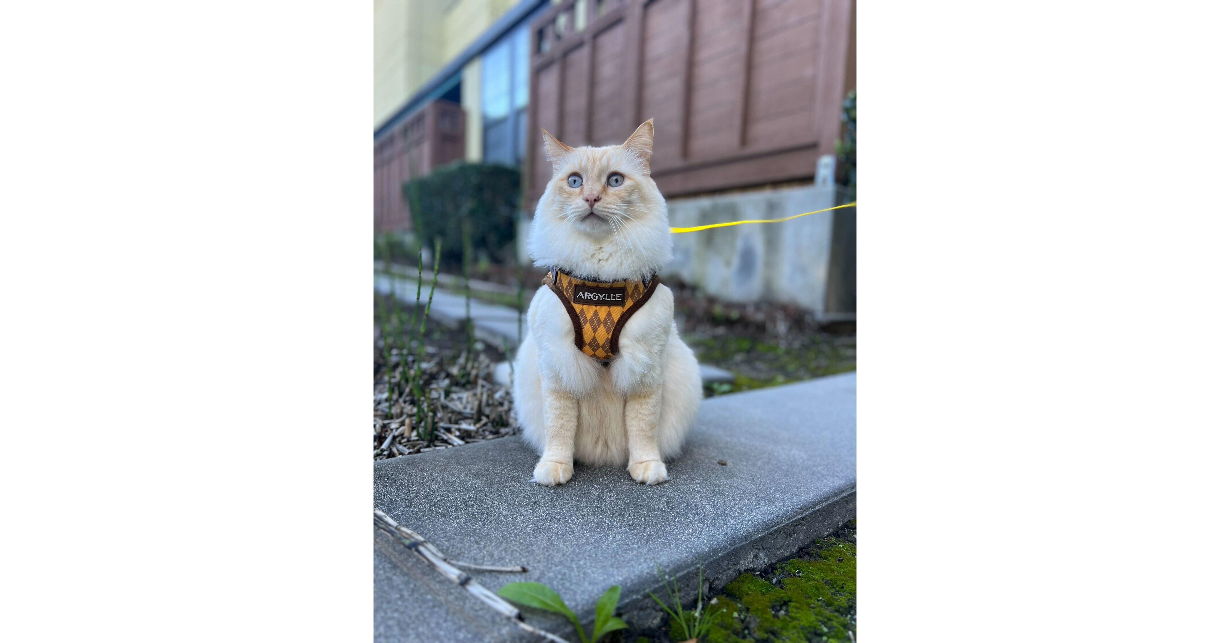 Travel Cat Unveils Exclusive Cat Collection Inspired by Matthew Vaughn ...