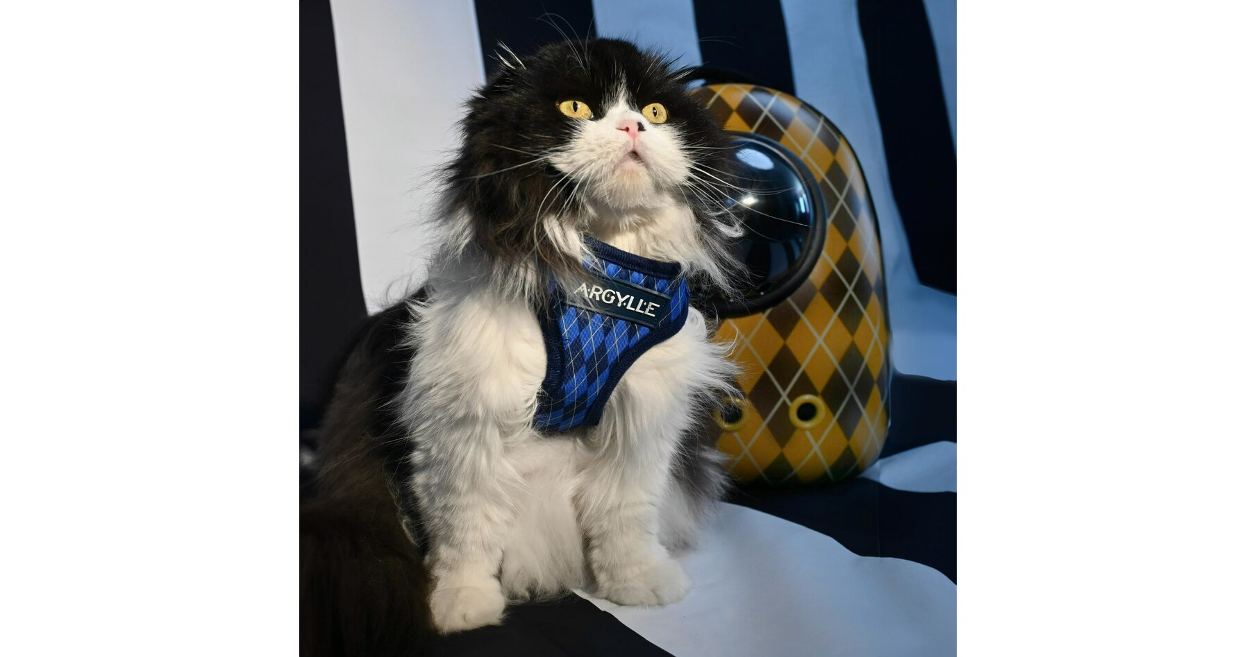 Travel Cat Unveils Exclusive Cat Collection Inspired by Matthew Vaughn ...