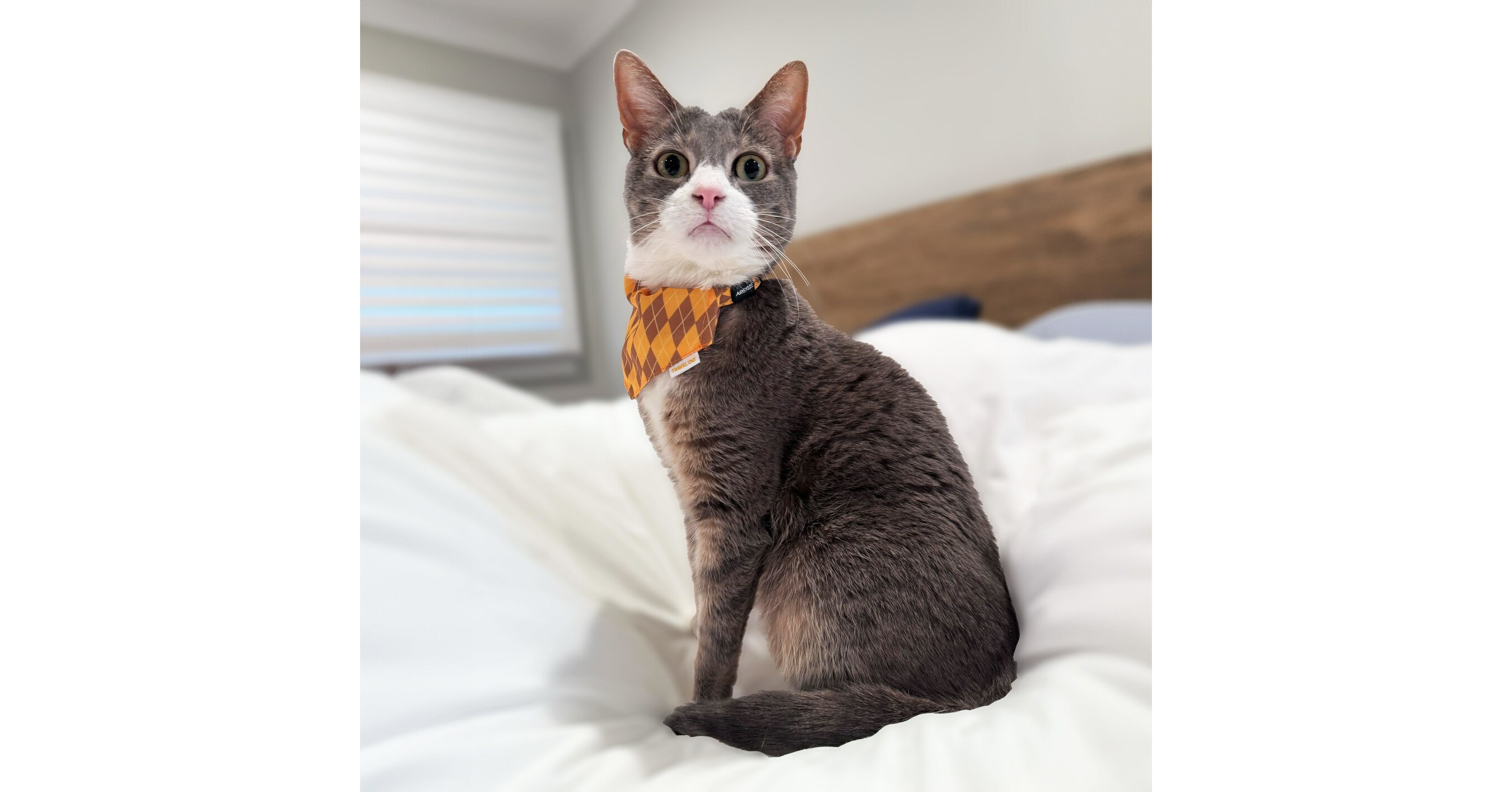 Travel Cat Unveils Exclusive Cat Collection Inspired by Matthew Vaughn ...