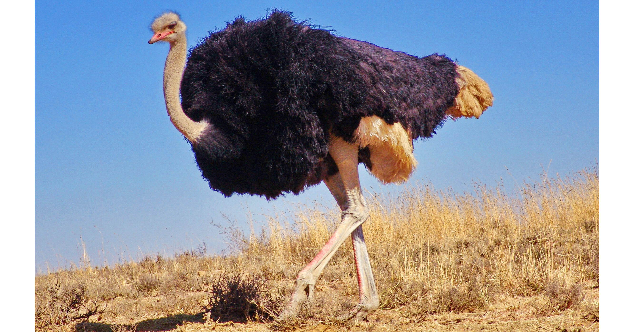 The Bird with Largest Brain Size is not the Ostrich and the Animal with ...