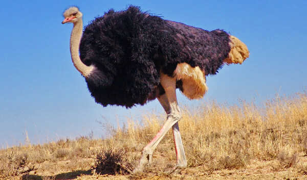 The Bird with Largest Brain Size is not the Ostrich and the Animal with ...