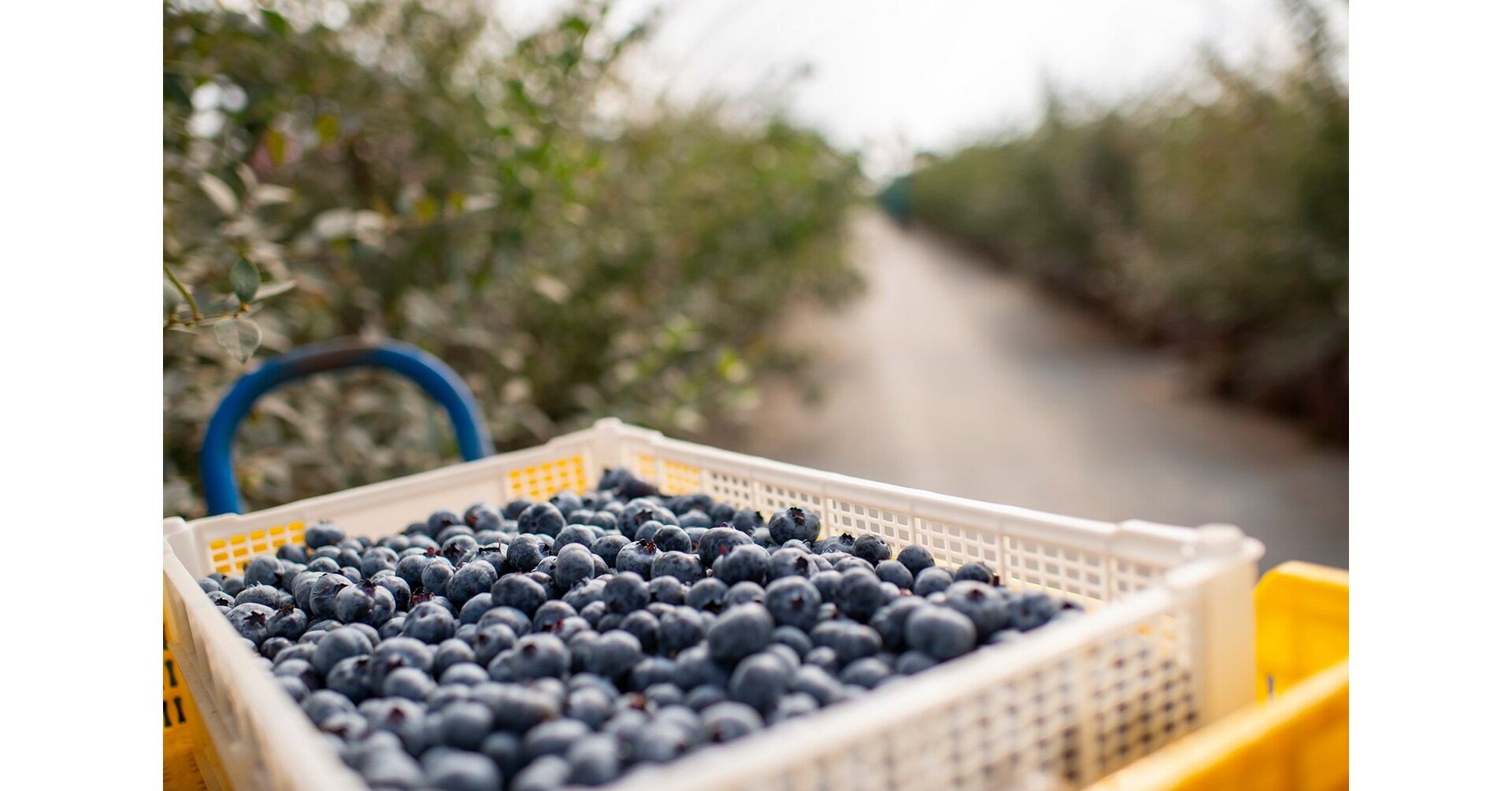 Agrovision Celebrates 10 Years of Bringing the World a Better Berry