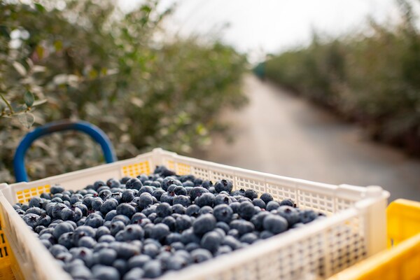 Agrovision Celebrates 10 Years of Bringing the World a Better Berry