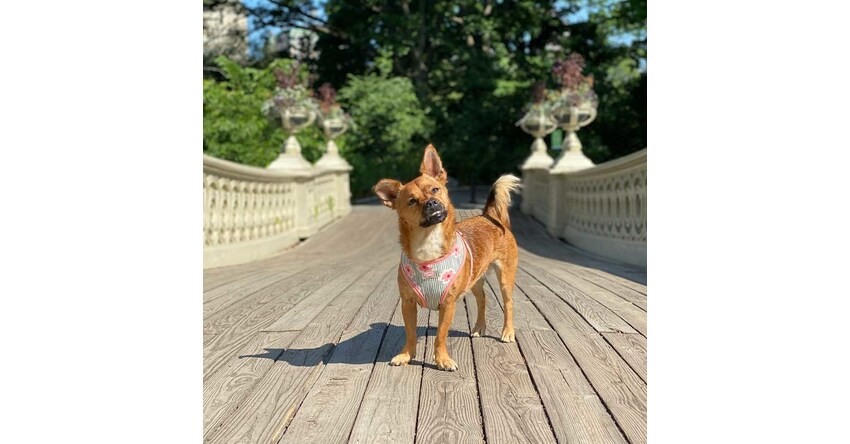 Introducing Jet Set Pets: The Ulti-Mutt Guide to Pet-Friendly Travel ...