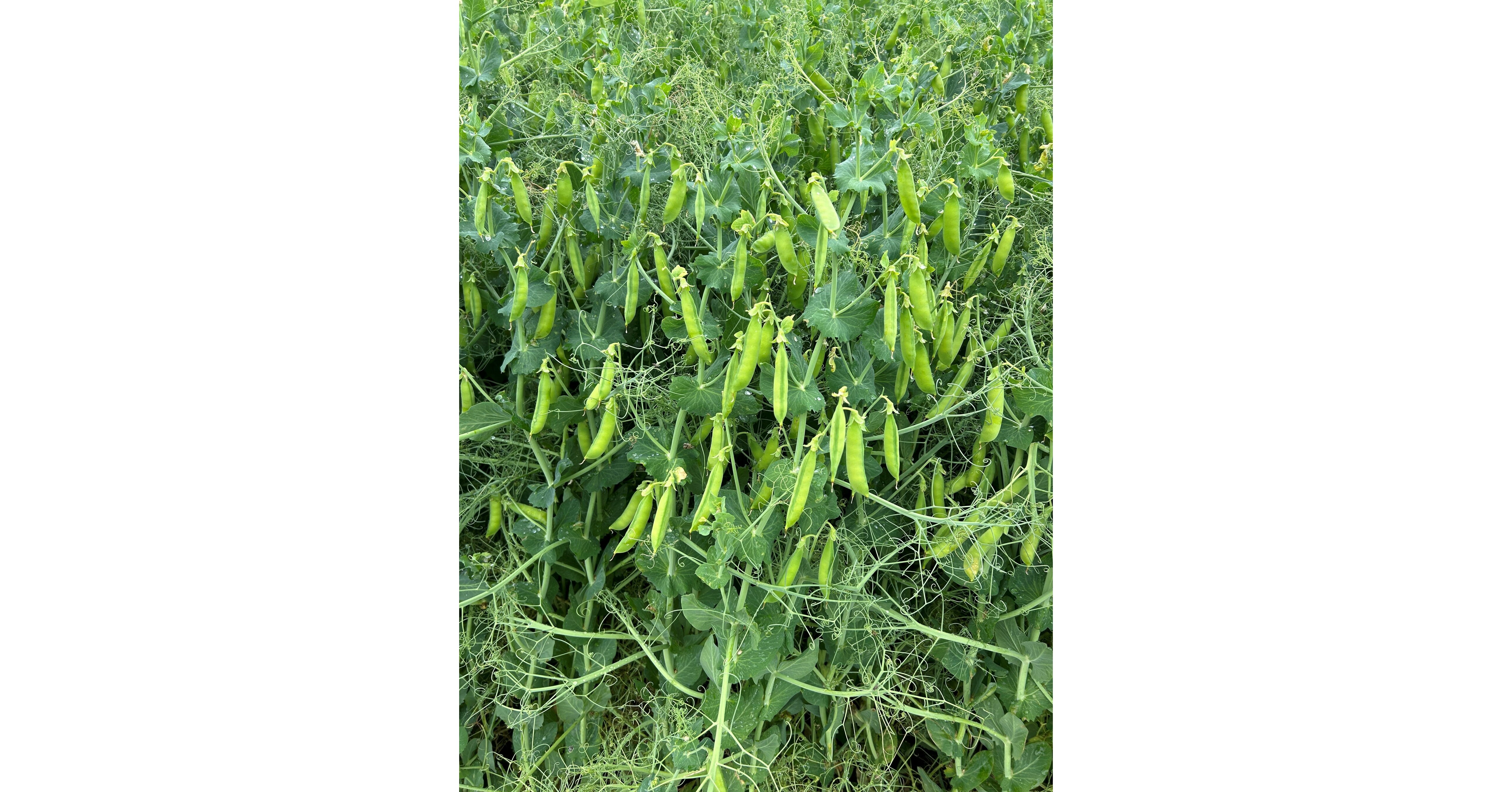 GreenVenus™ and Plant Research (NZ) LTD partner to develop climate ...