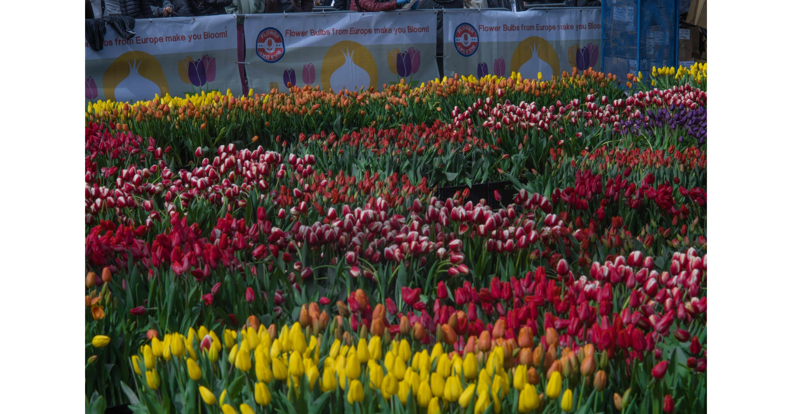 San Francisco's Union Square to Bloom with 80K Colorful Dutch Tulips in ...