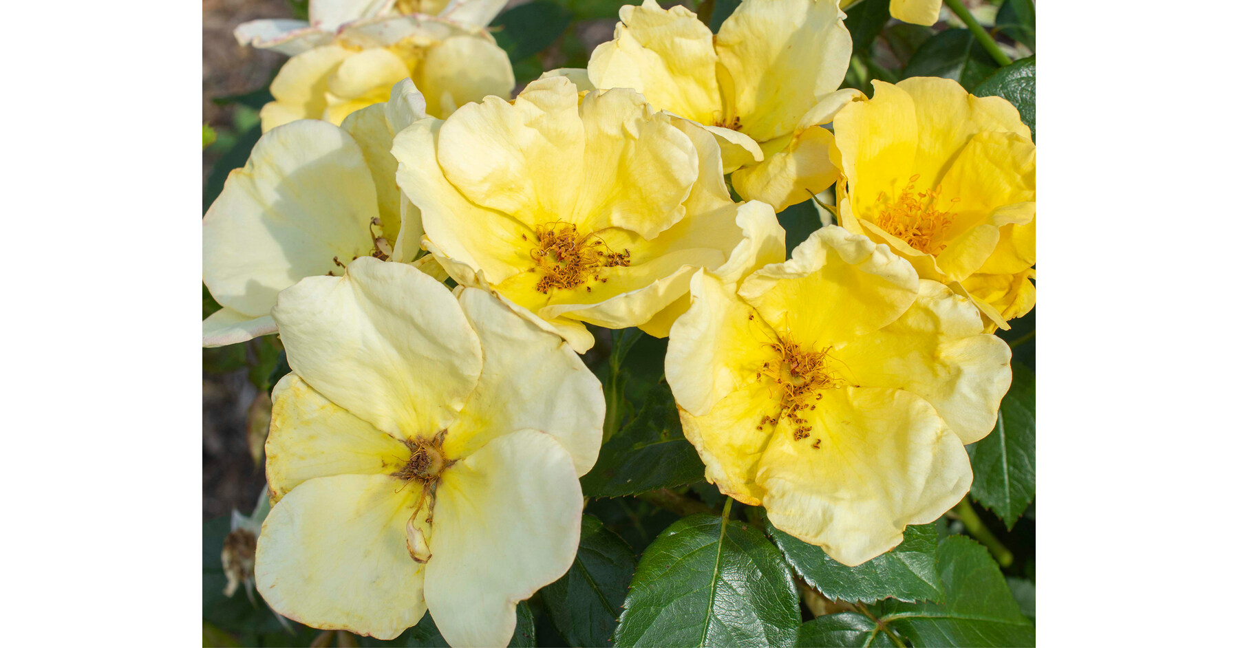 Radiant Blooms Await: Star Roses and Plants Unveils New Roses for 2024