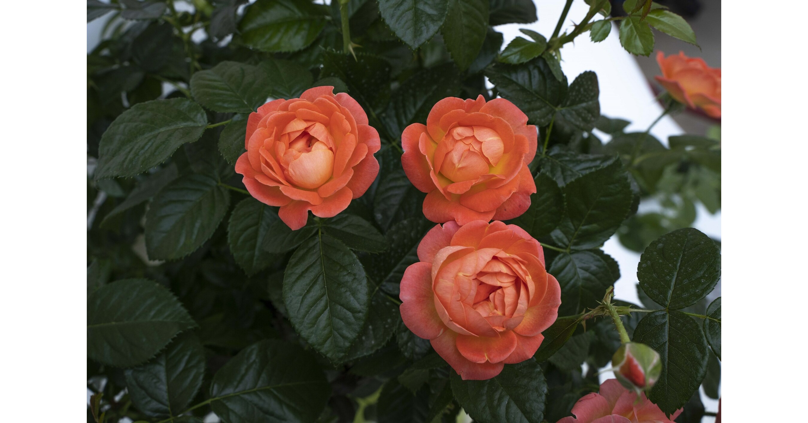 Radiant Blooms Await: Star Roses and Plants Unveils New Roses for 2024