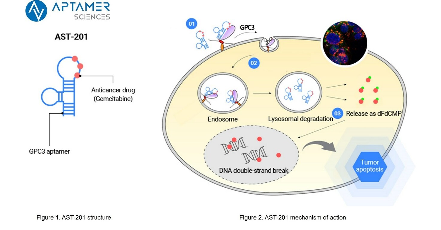 Aptamer Sciences Inc. Files IND Application for Innovative Liver Cancer ...