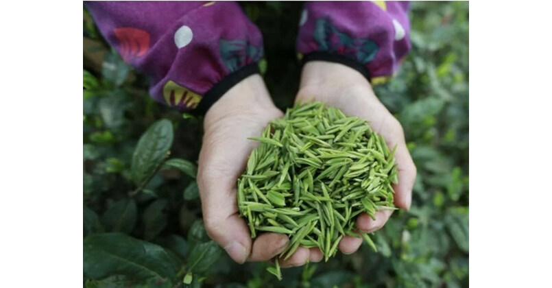 Duyun Maojian tea forest enters spring harvest season in China's Guizhou