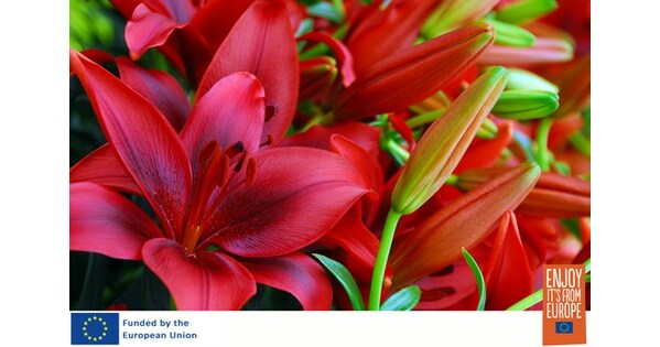 Lilies Named 2024 Bulb of the Year by the National Gardening Bureau