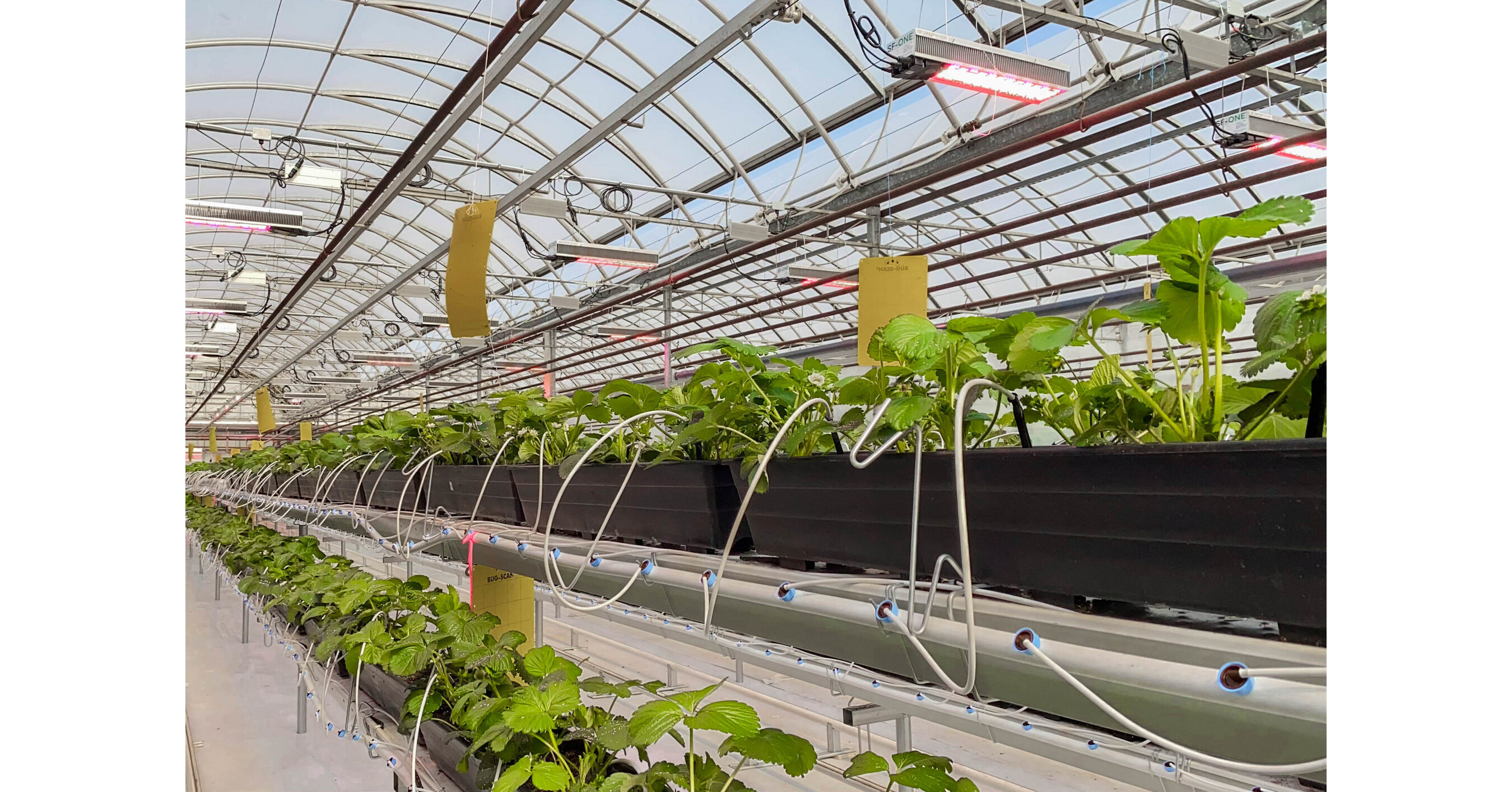 THE CENTER FOR HORTICULTURAL INNOVATION PUTS SOLLUM TO THE TEST