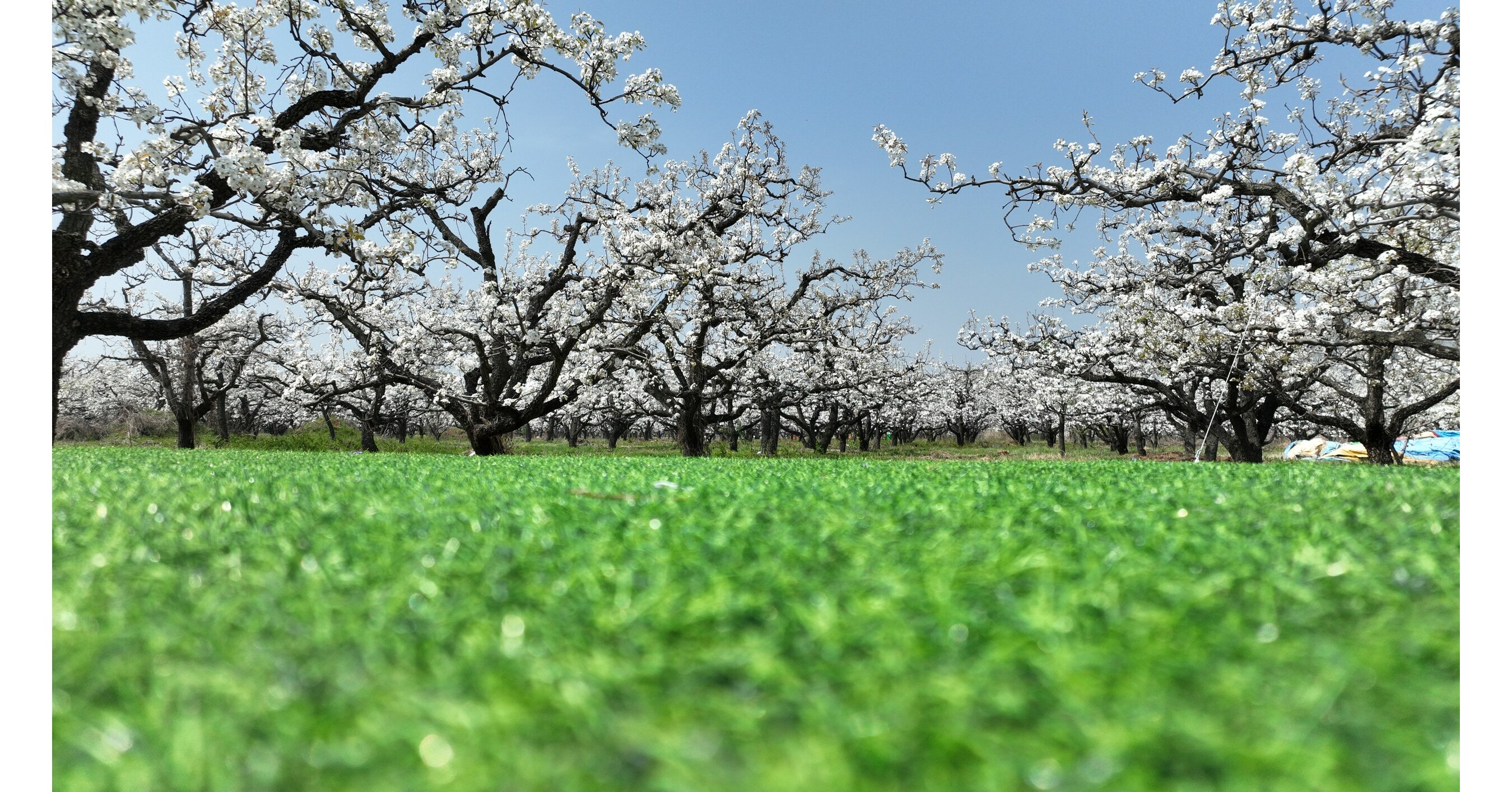 Xinhua Silk Road: Pear blossom festival opens in Tengzhou, east China's ...