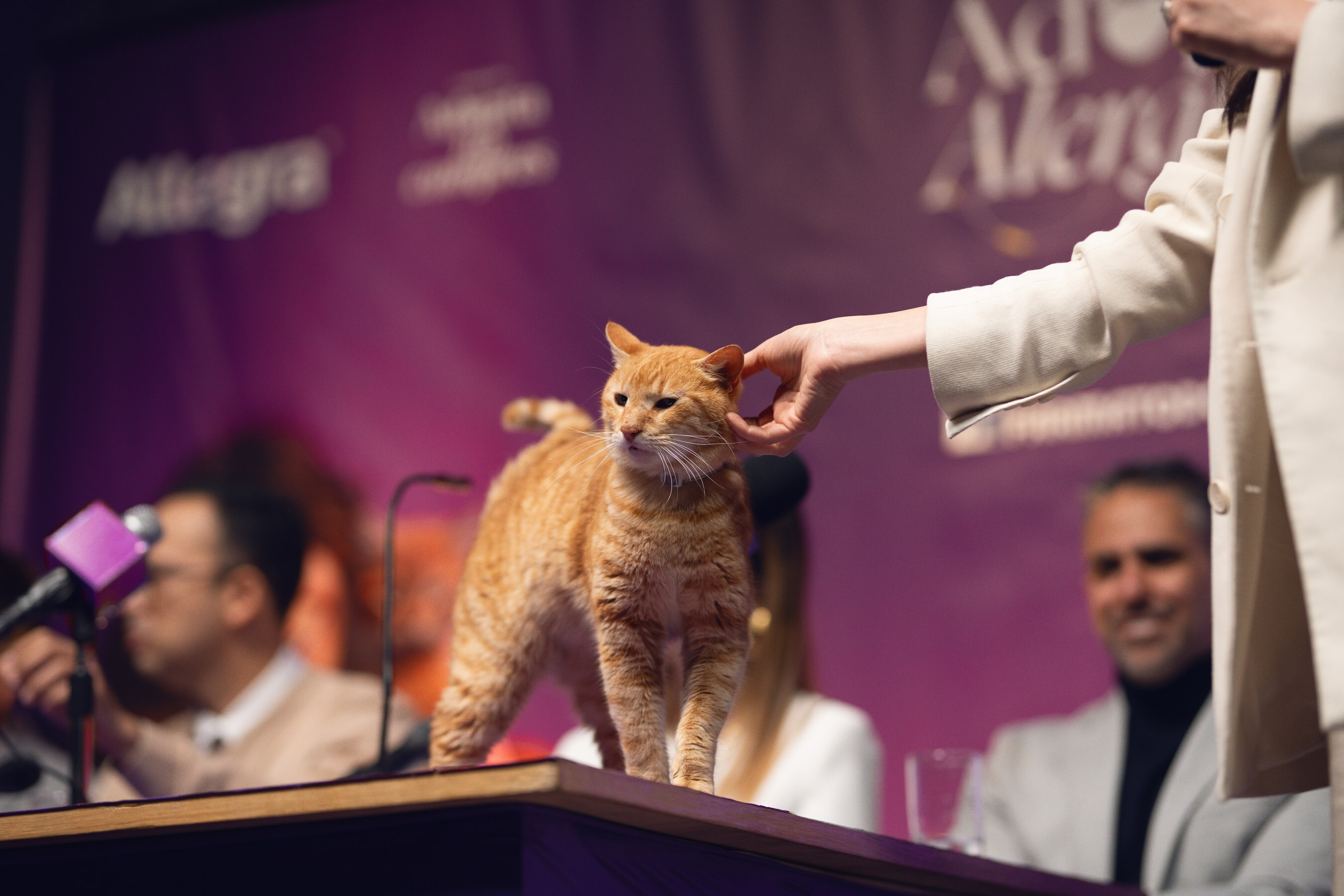Press Conference Featuring Cats Organized in Colombia